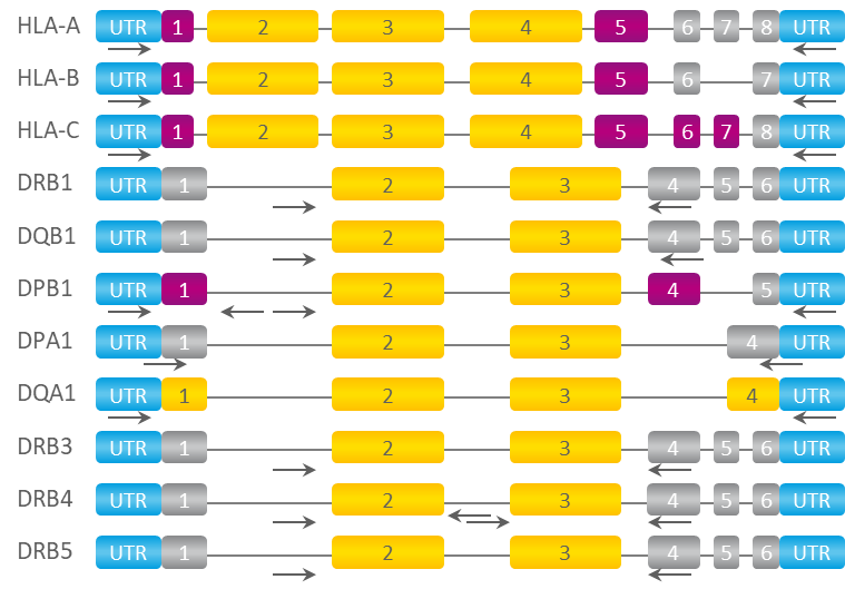 SBTexcellerator® - GenDx